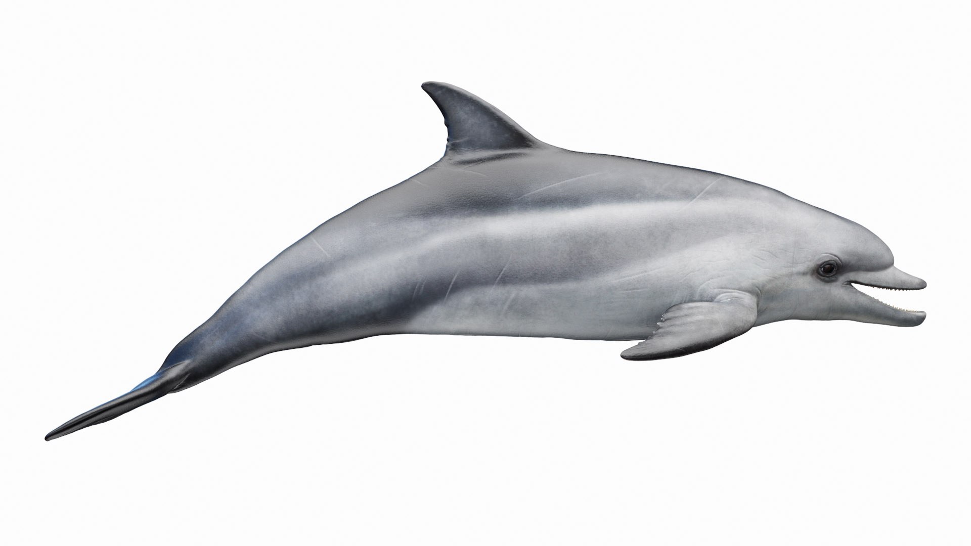 3D model Bottlenose Dolphin Anatomy Rigged - TurboSquid 2130609
