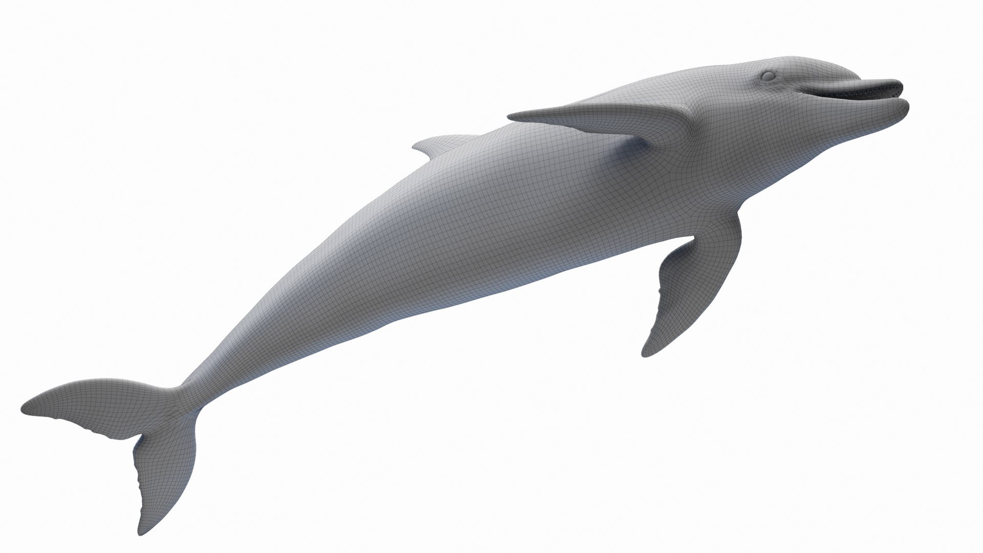 3D model Bottlenose Dolphin Anatomy Rigged - TurboSquid 2130609