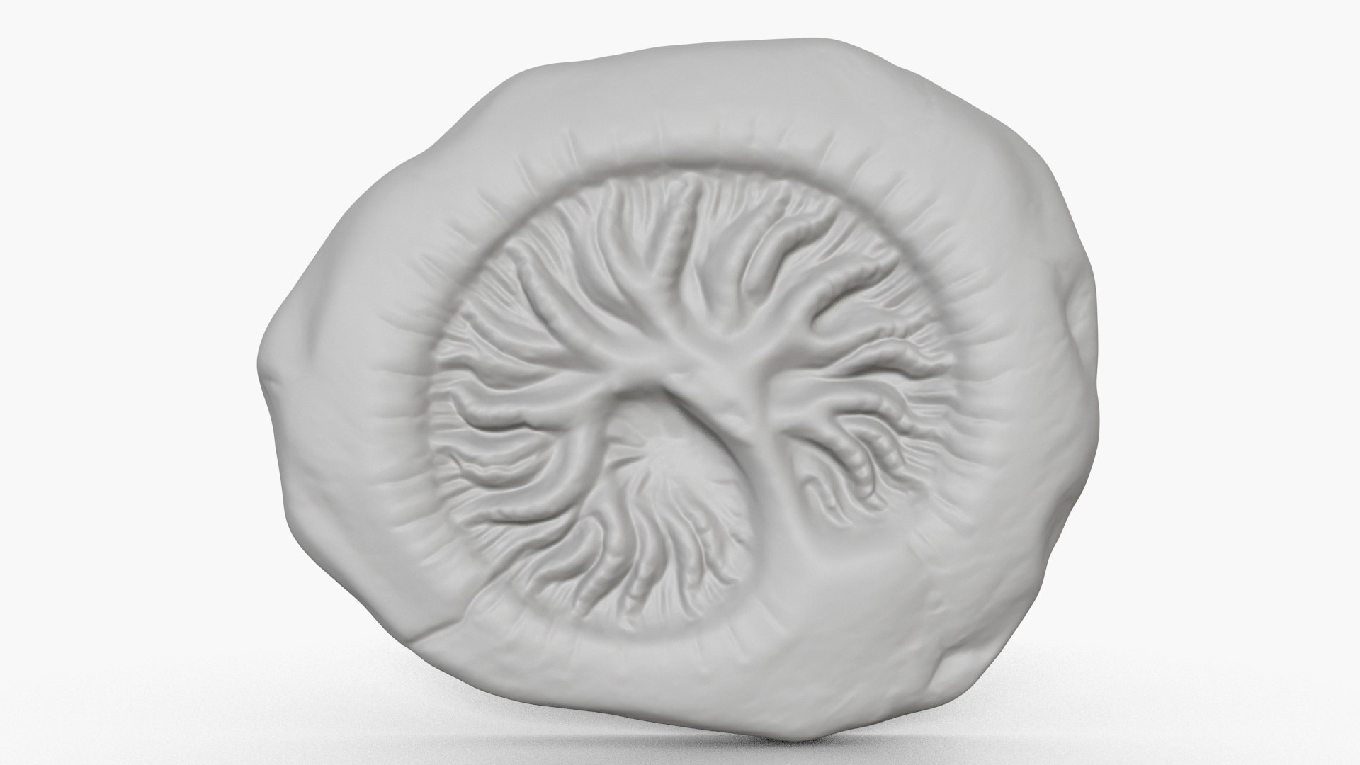 3D 9 Ancient Fossils Collection 1 - TurboSquid 2299872