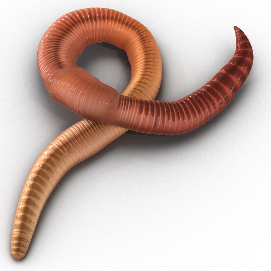 Earth Worm Pose 4 3d C4d