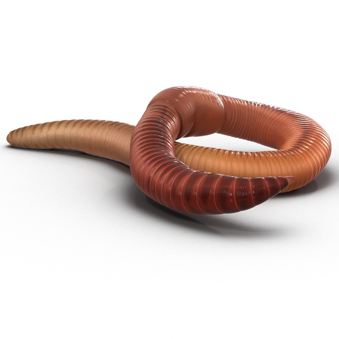 Earth Worm Pose 4 3d C4d