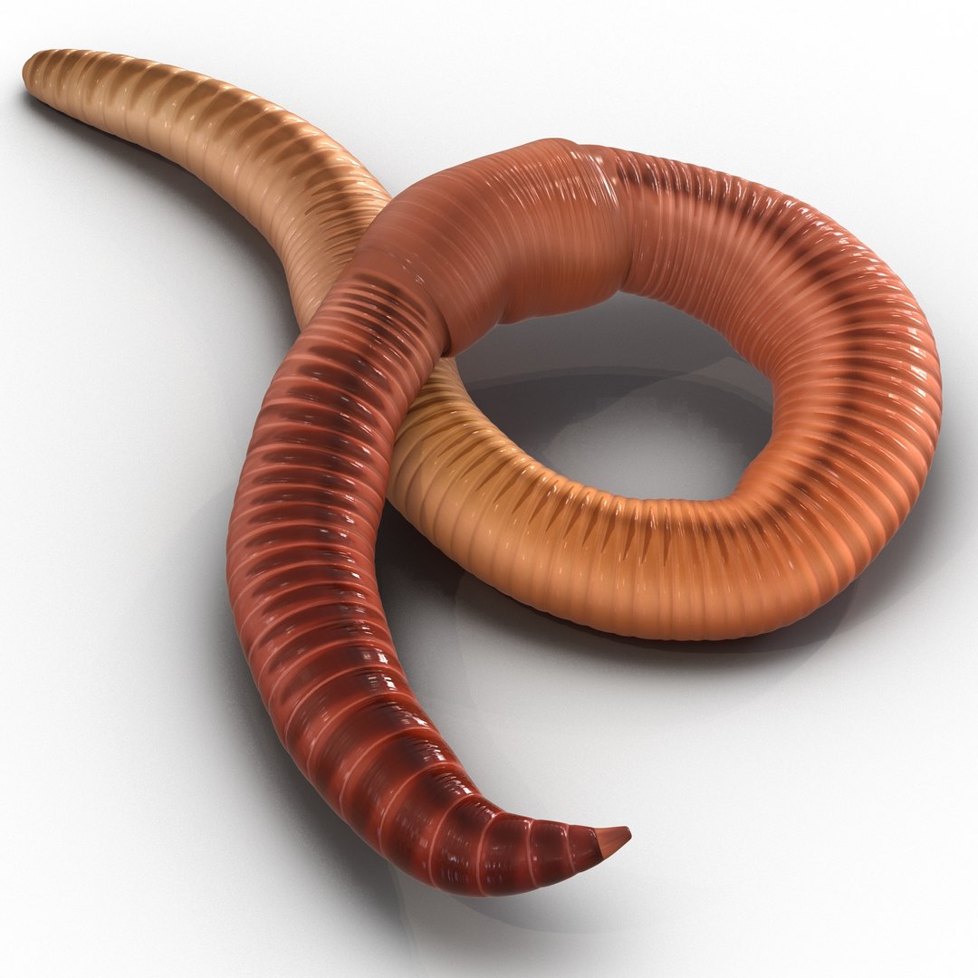 Earth Worm Pose 4 3d C4d