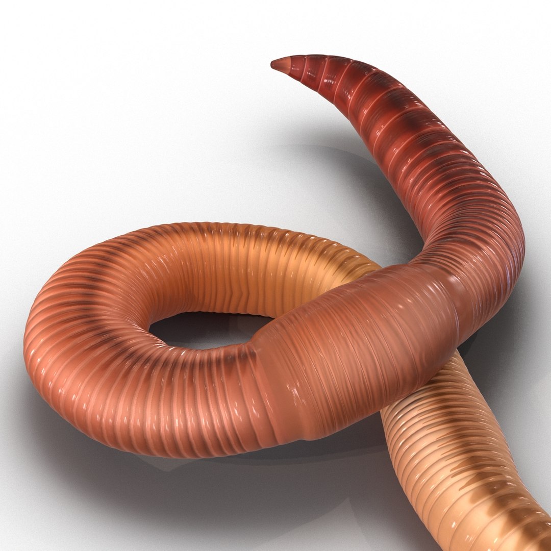 Earth Worm Pose 4 3d C4d