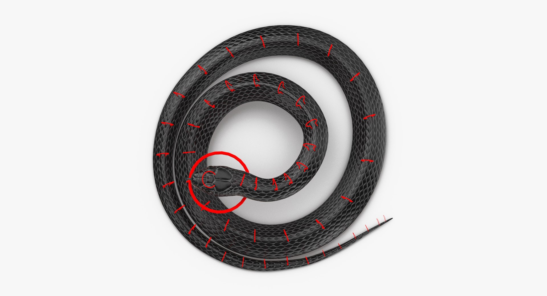 Black Snake Rigged 3d Model