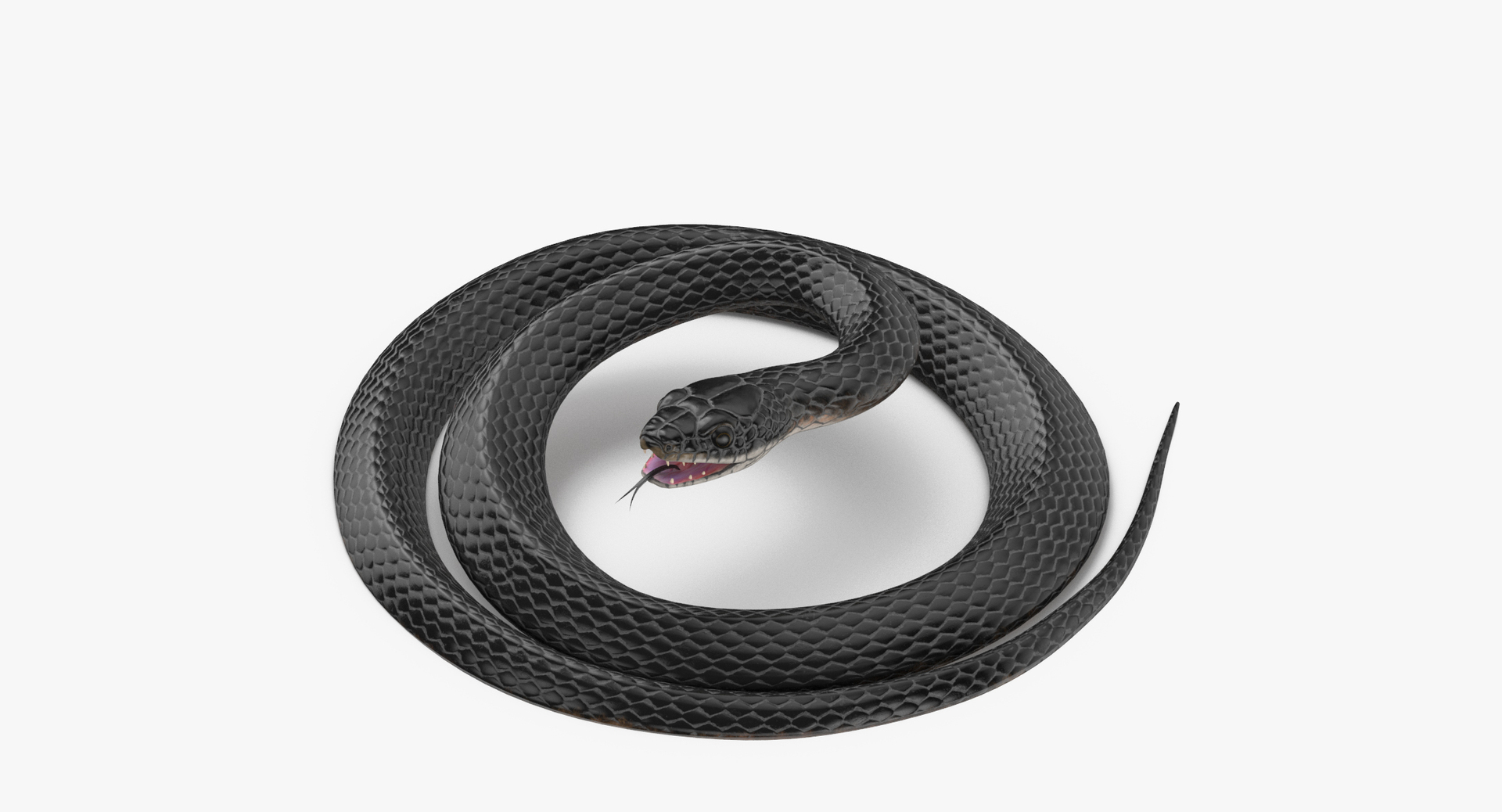 Black Snake Rigged 3d Model