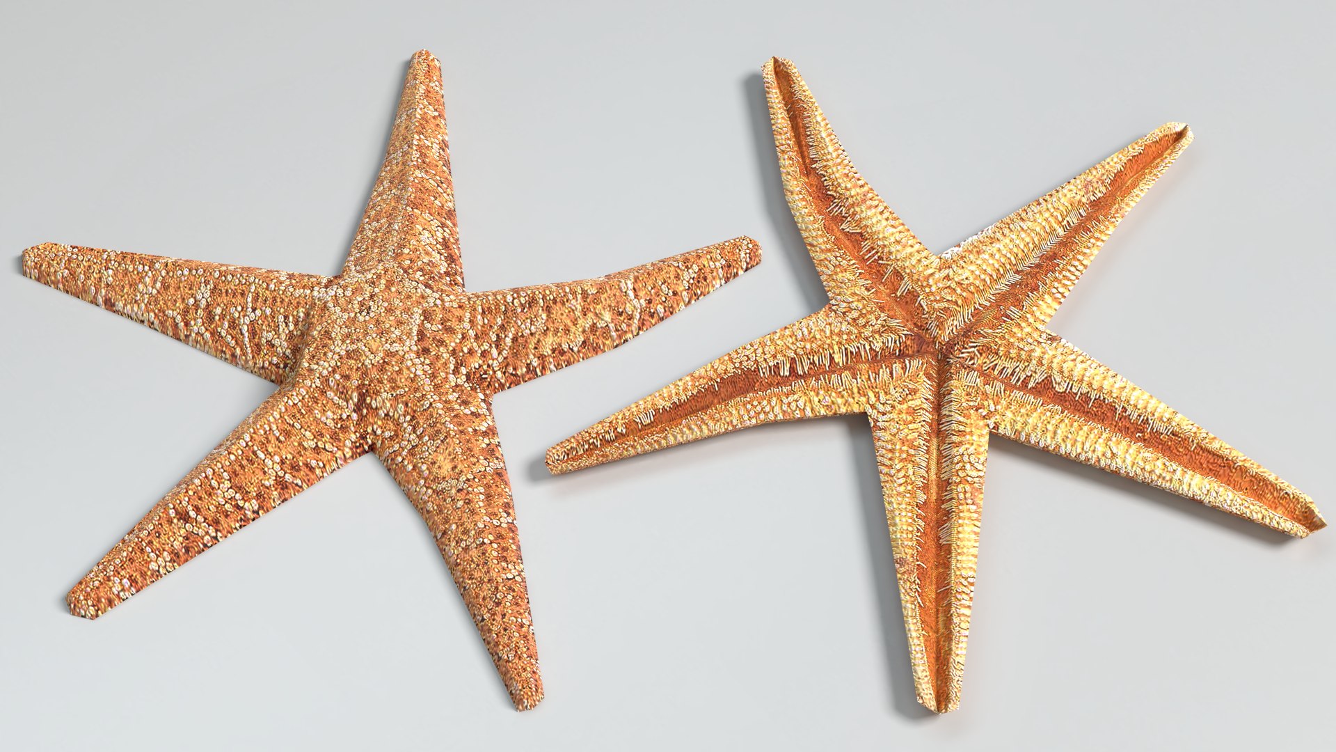 Starfish Polys 3D Model - TurboSquid 1526949