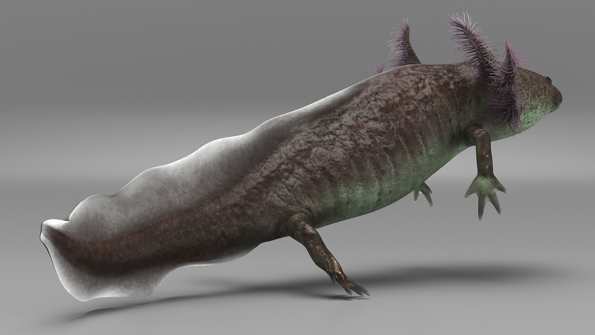 Mexican Walking Fish Axolotl 3D Model - TurboSquid 2209681