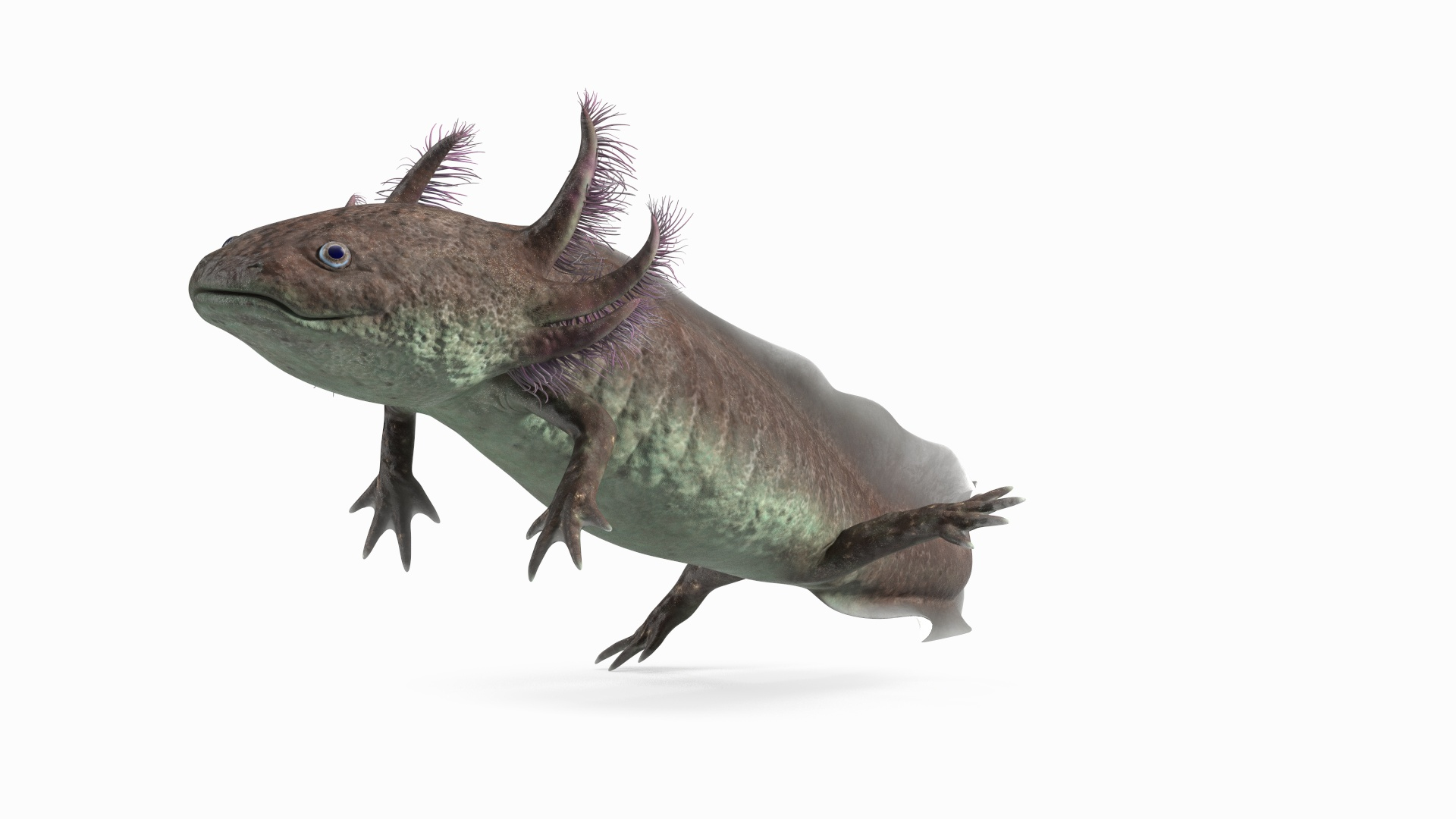 Mexican Walking Fish Axolotl 3D Model - TurboSquid 2209681