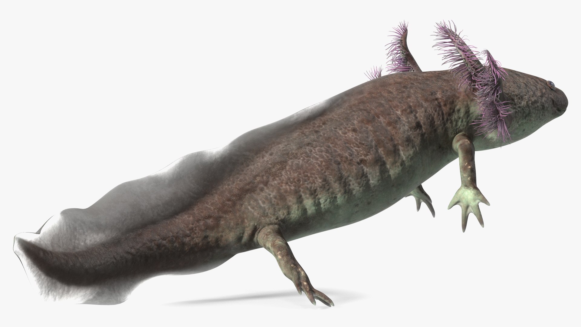 Mexican Walking Fish Axolotl 3D Model - TurboSquid 2209681