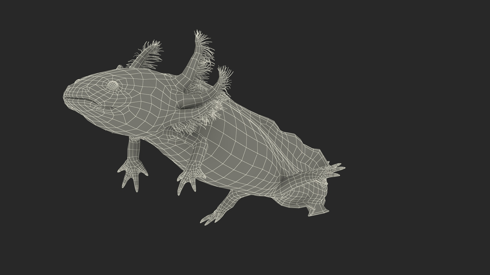 Mexican Walking Fish Axolotl 3D Model - TurboSquid 2209681