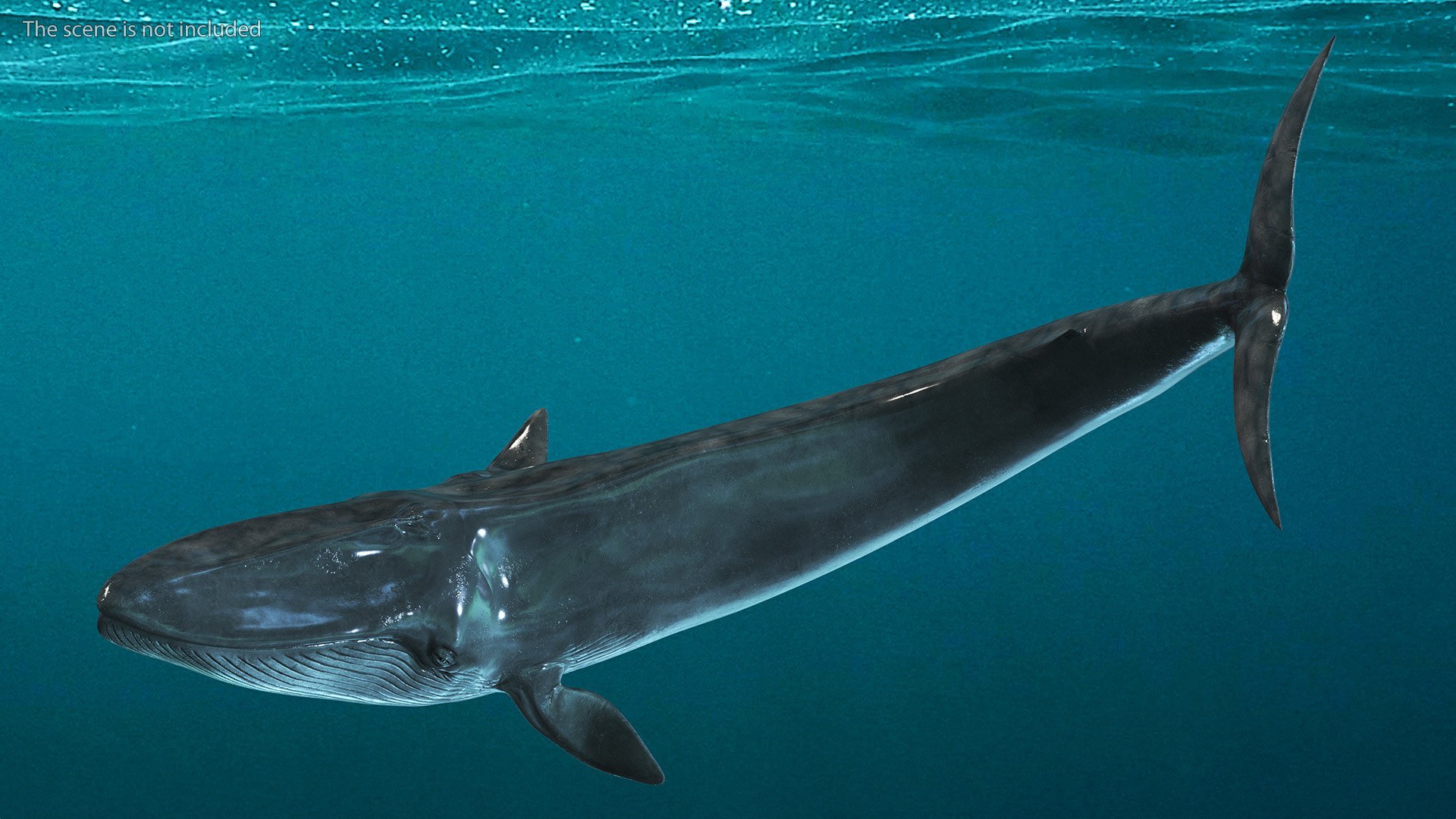 3D Model Balaenoptera Musculus Swimming Pose Fur - TurboSquid 2061188