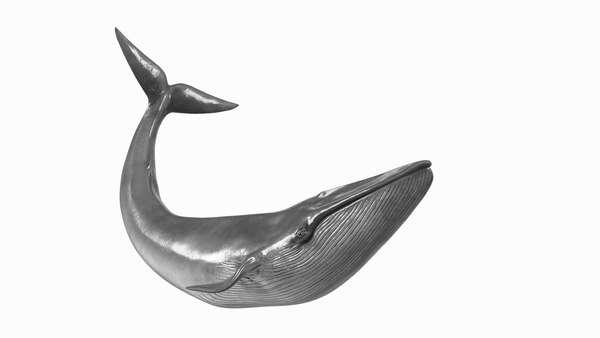 Balaenoptera Musculus 수영 자세 모피 3D 모델 - TurboSquid 2061188