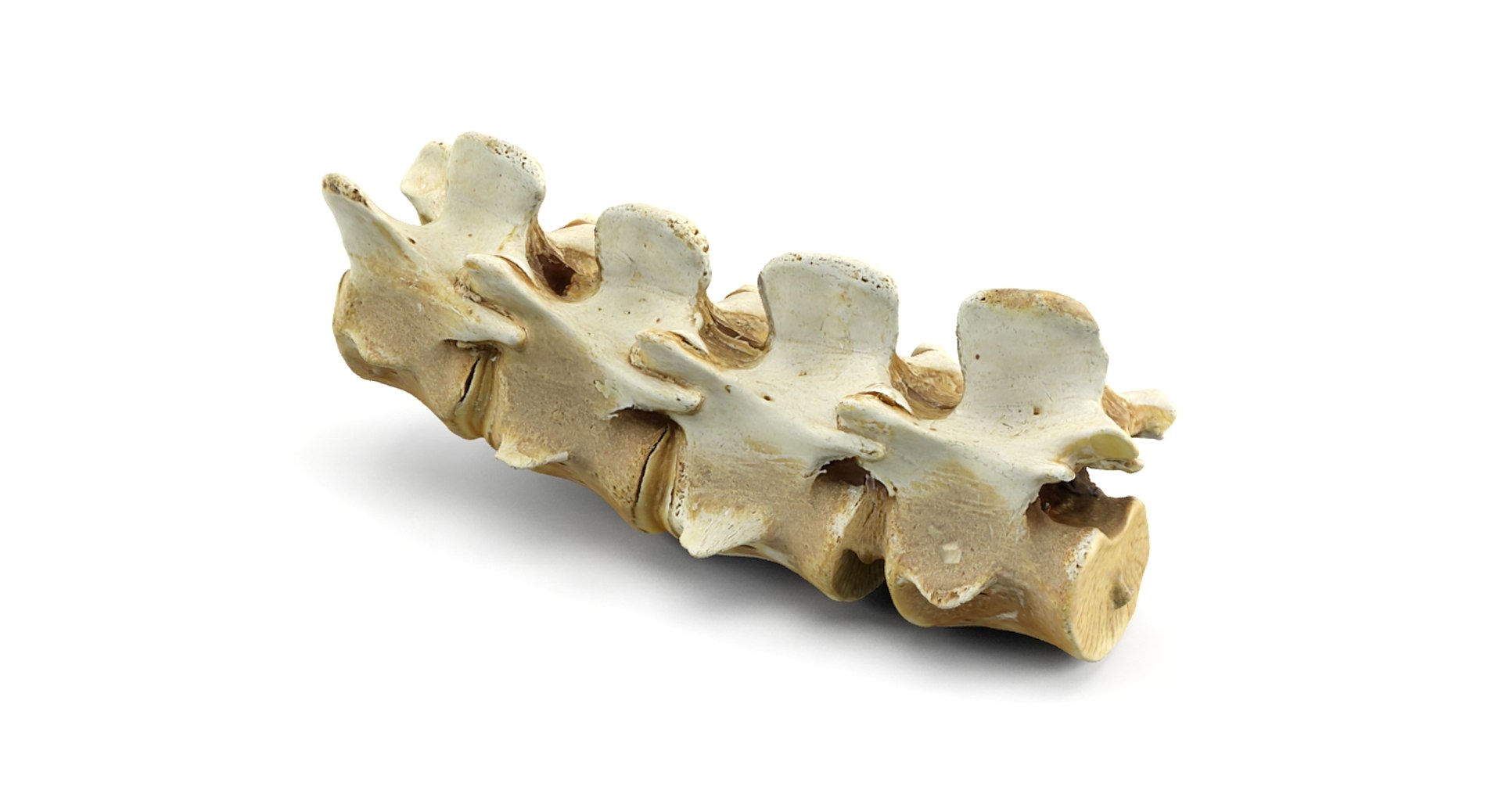 3d Animal Spine Model