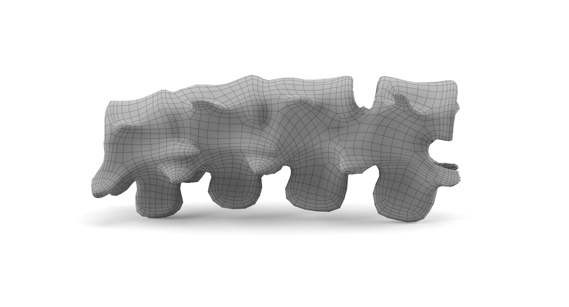 3d Animal Spine Model