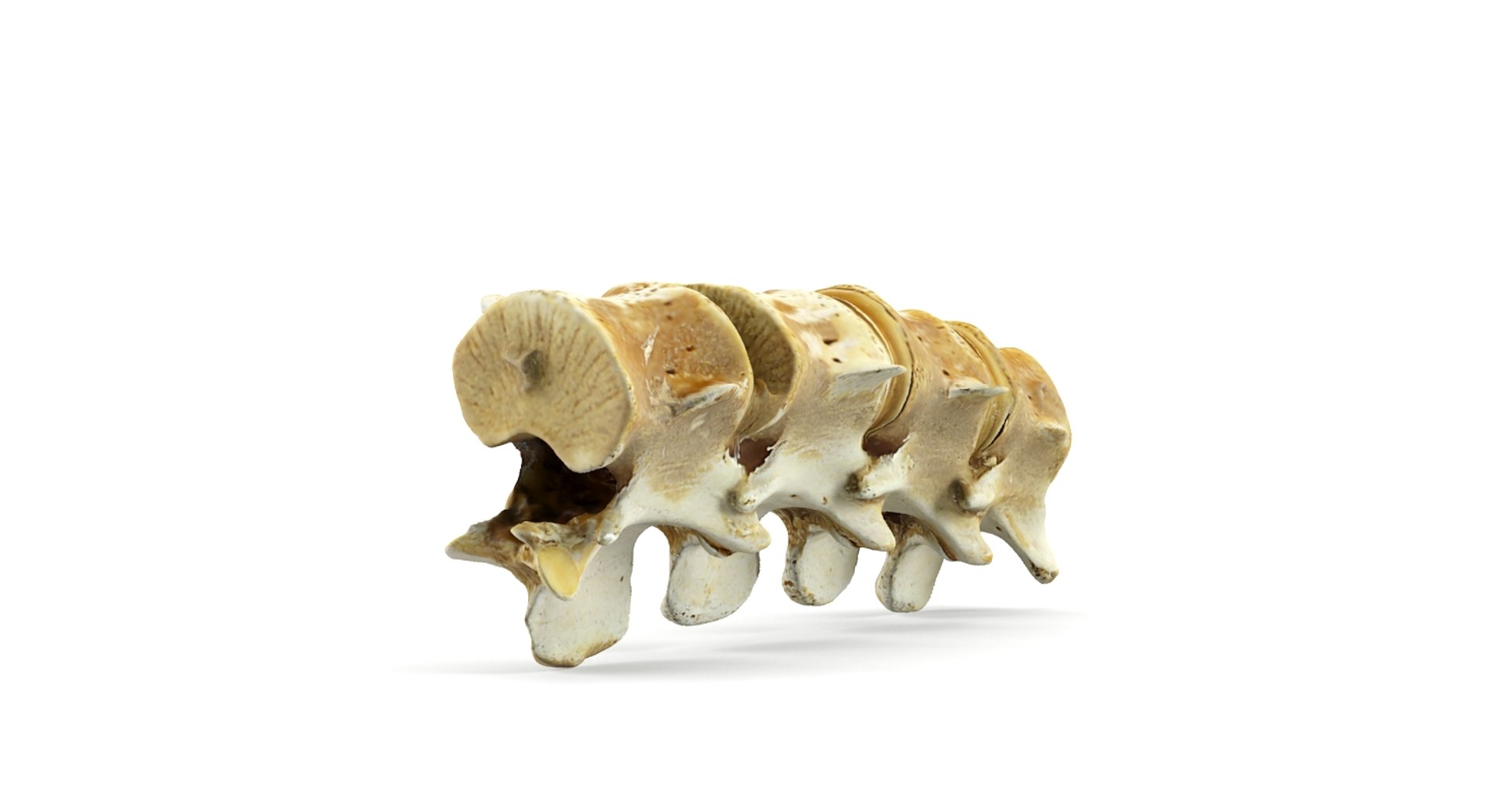 3d Animal Spine Model