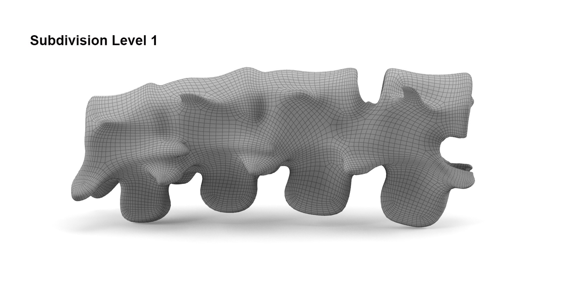3d Animal Spine Model