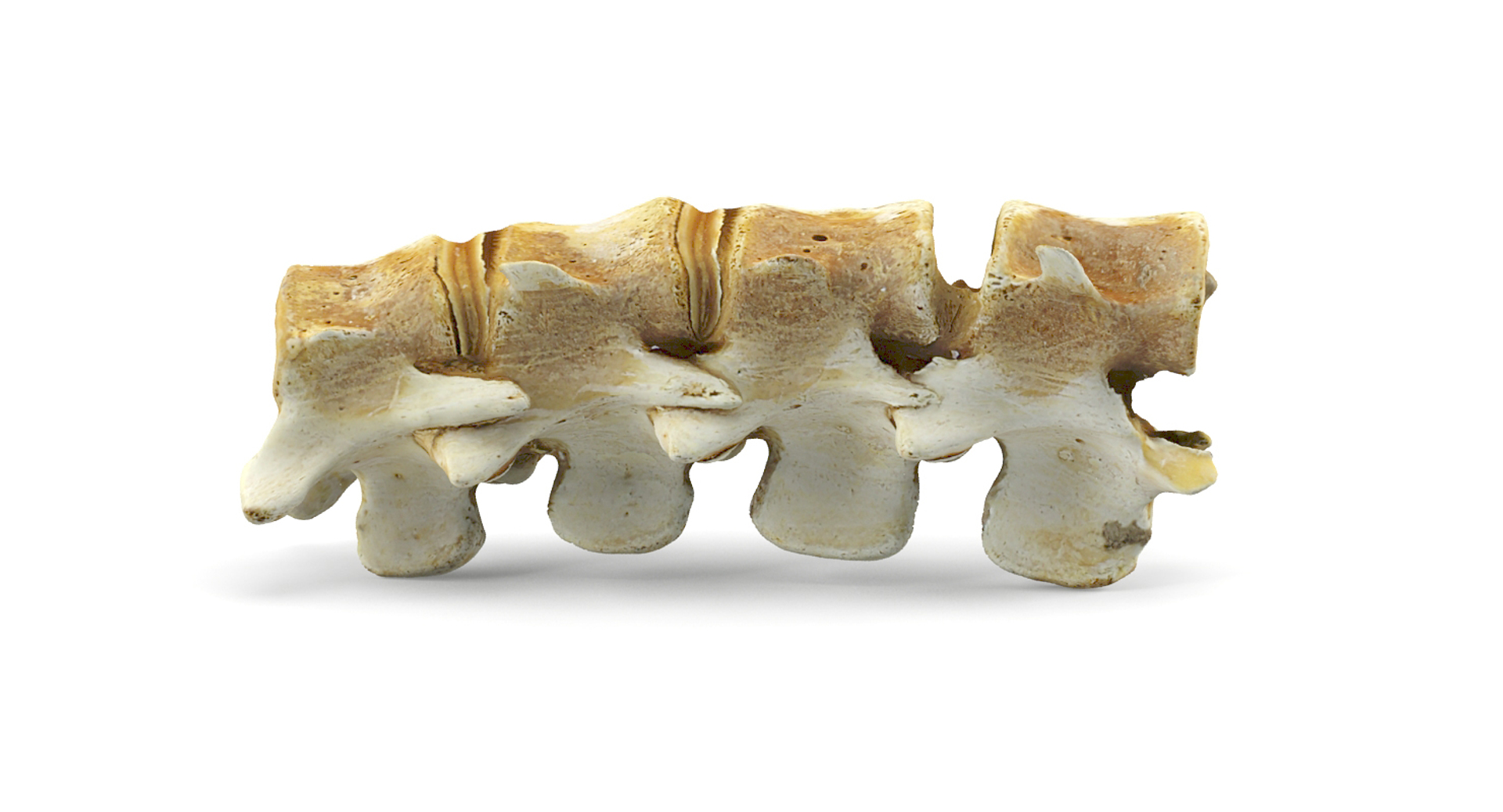 3d Animal Spine Model