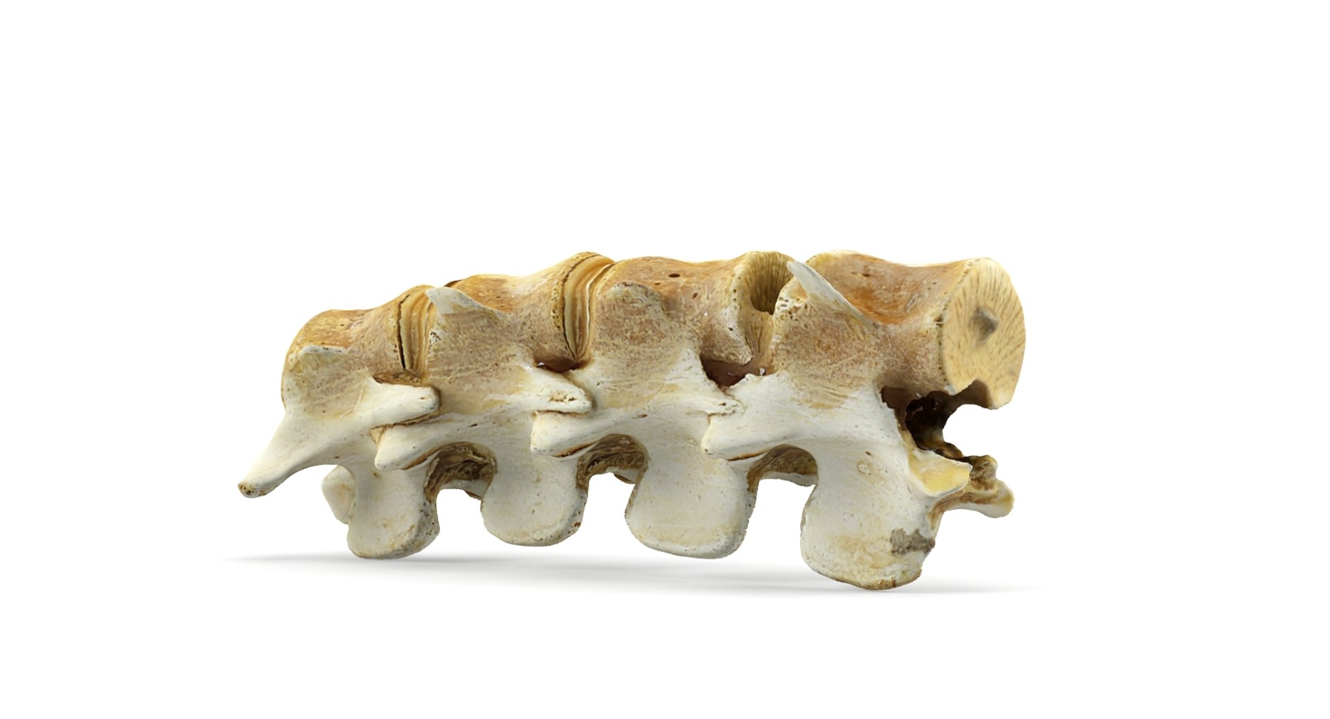 3d Animal Spine Model