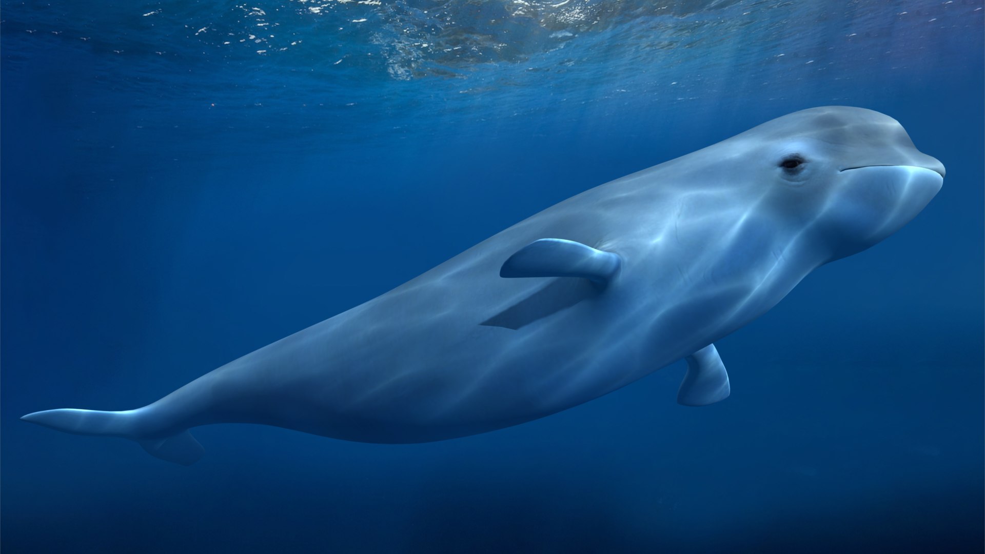 3D Model Beluga Dolphin Lowpoly Nature Wildlife Underwater Arctic ...