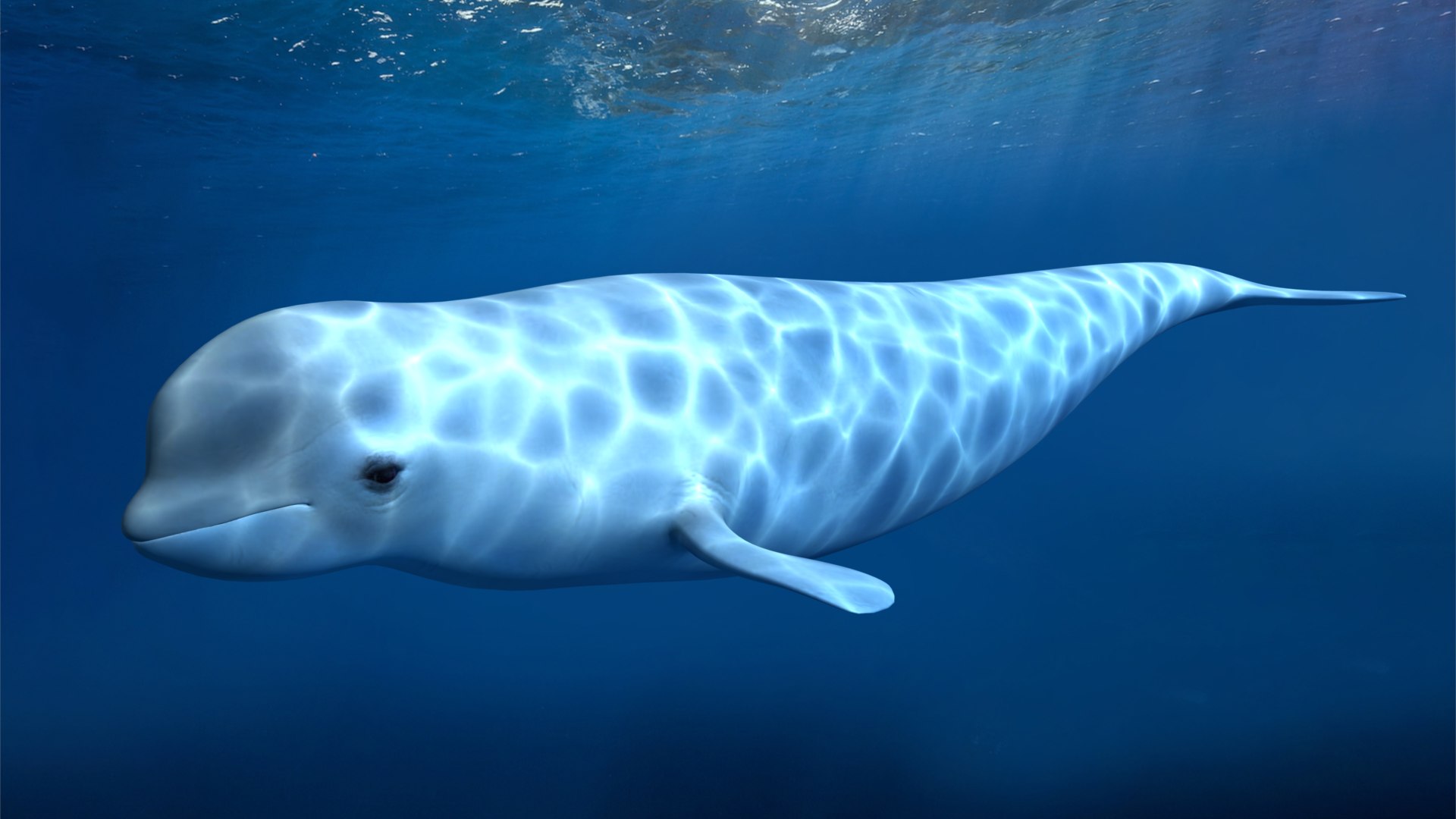 3D Model Beluga Dolphin Lowpoly Nature Wildlife Underwater Arctic ...