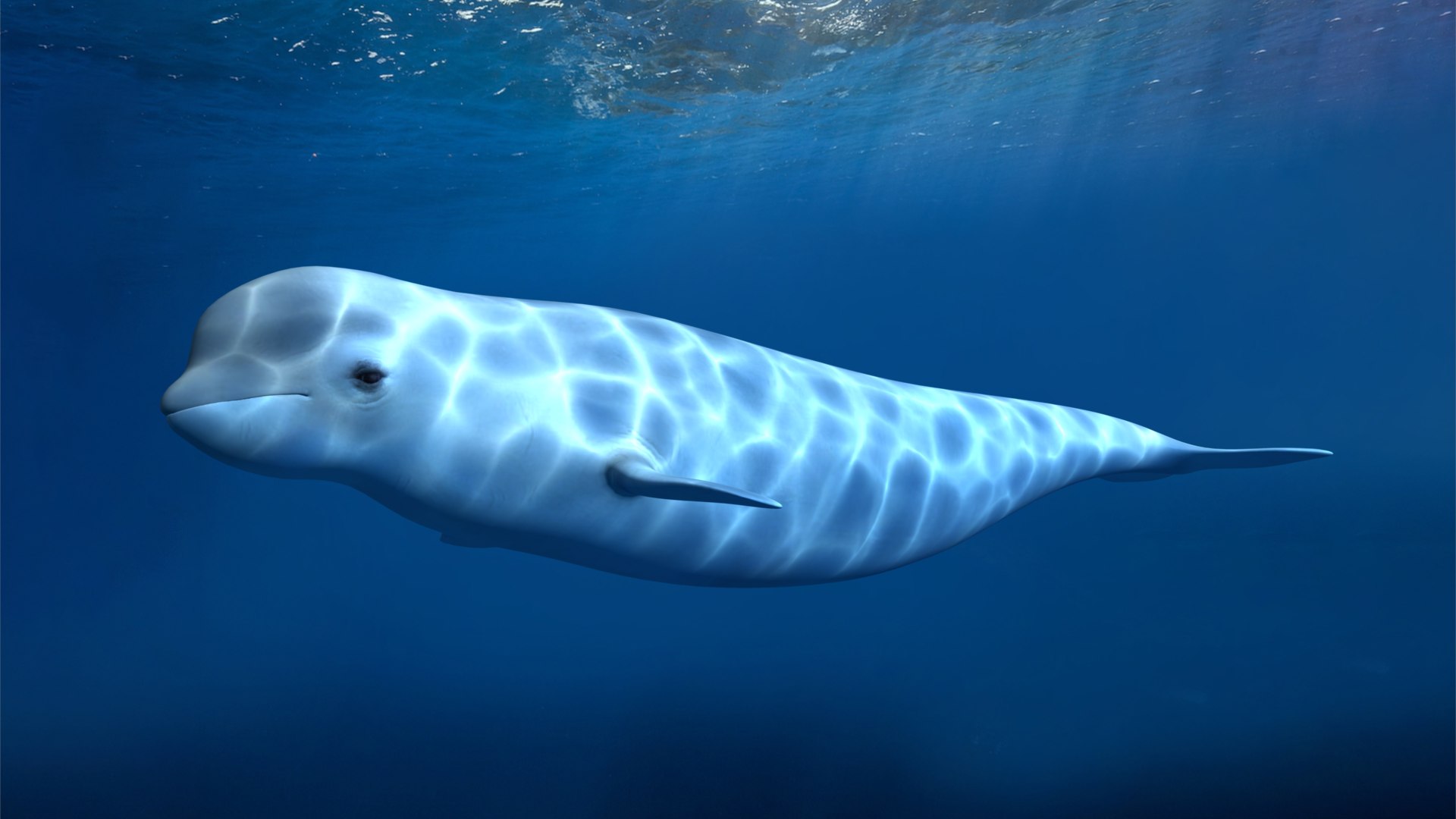 3D Model Beluga Dolphin Lowpoly Nature Wildlife Underwater Arctic ...