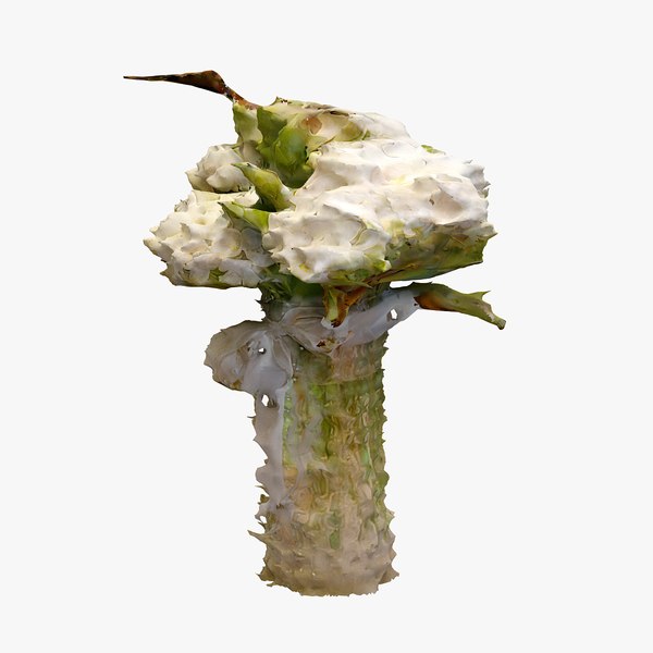 3D model scan flower - TurboSquid 1272158