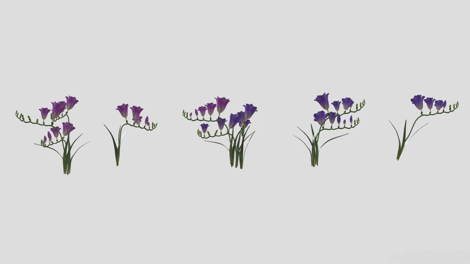 Freesia Flower Low Poly Model - TurboSquid 2317718