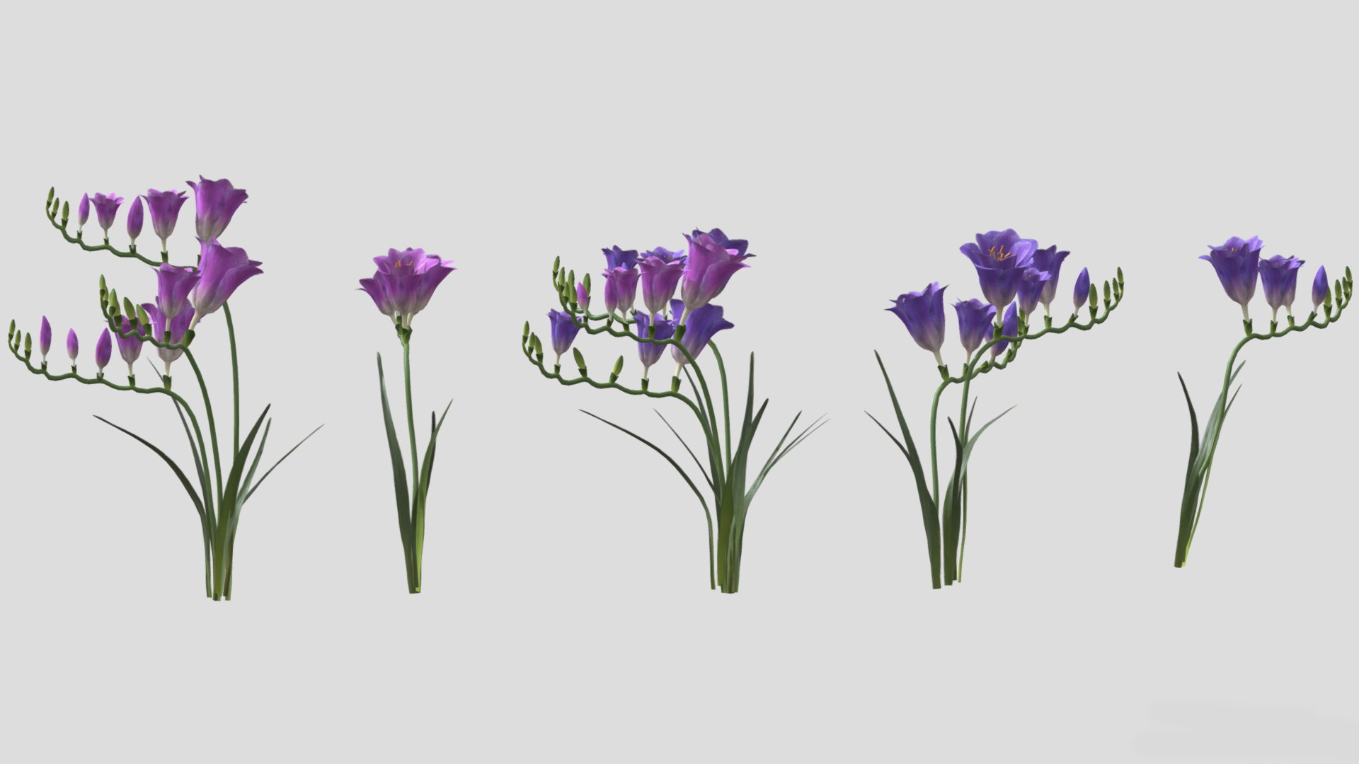 Freesia Flower Low Poly Model - TurboSquid 2317718