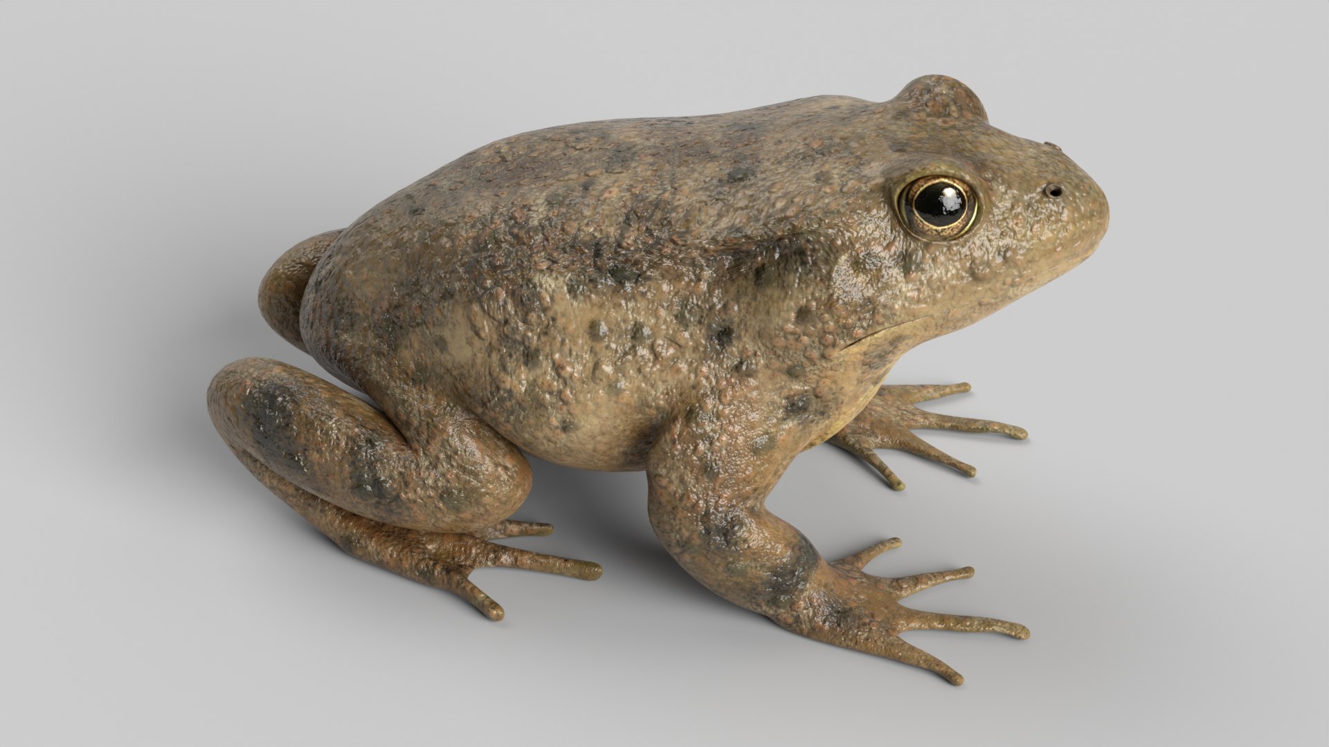 3D Model Frog Collection - TurboSquid 2229148