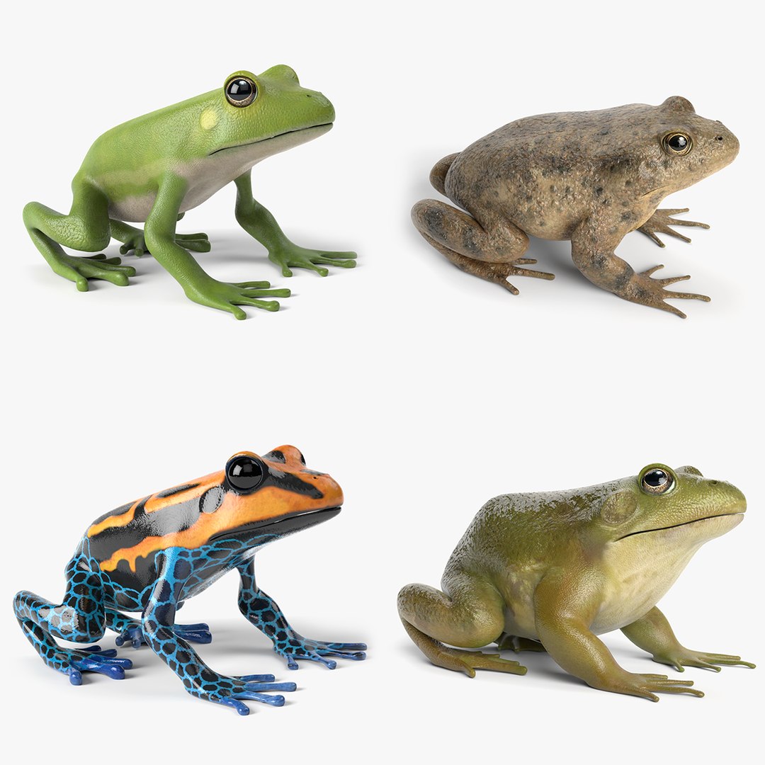 3D Model Frog Collection - TurboSquid 2229148