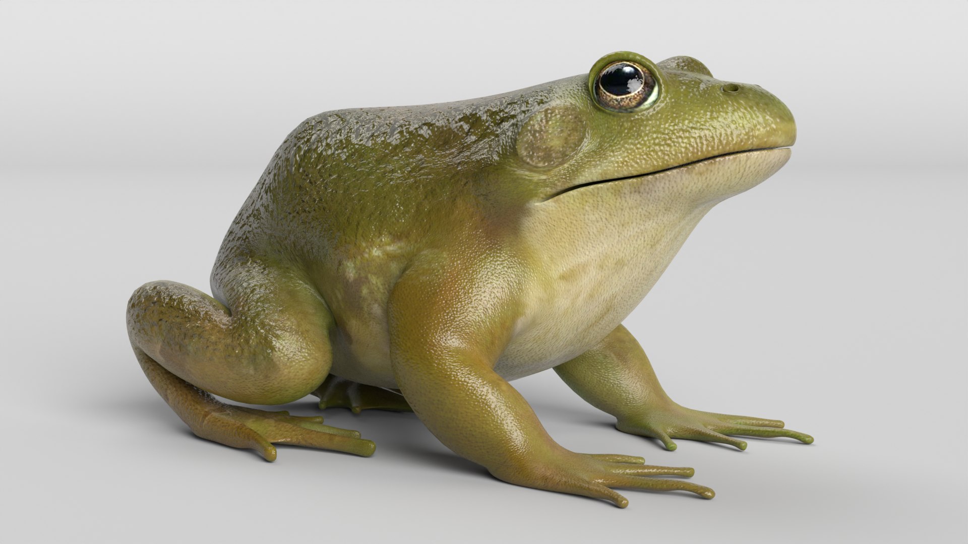 3D Model Frog Collection - TurboSquid 2229148