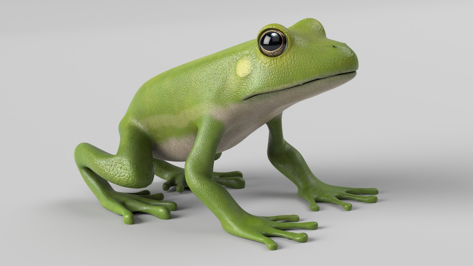 3D Model Frog Collection - TurboSquid 2229148