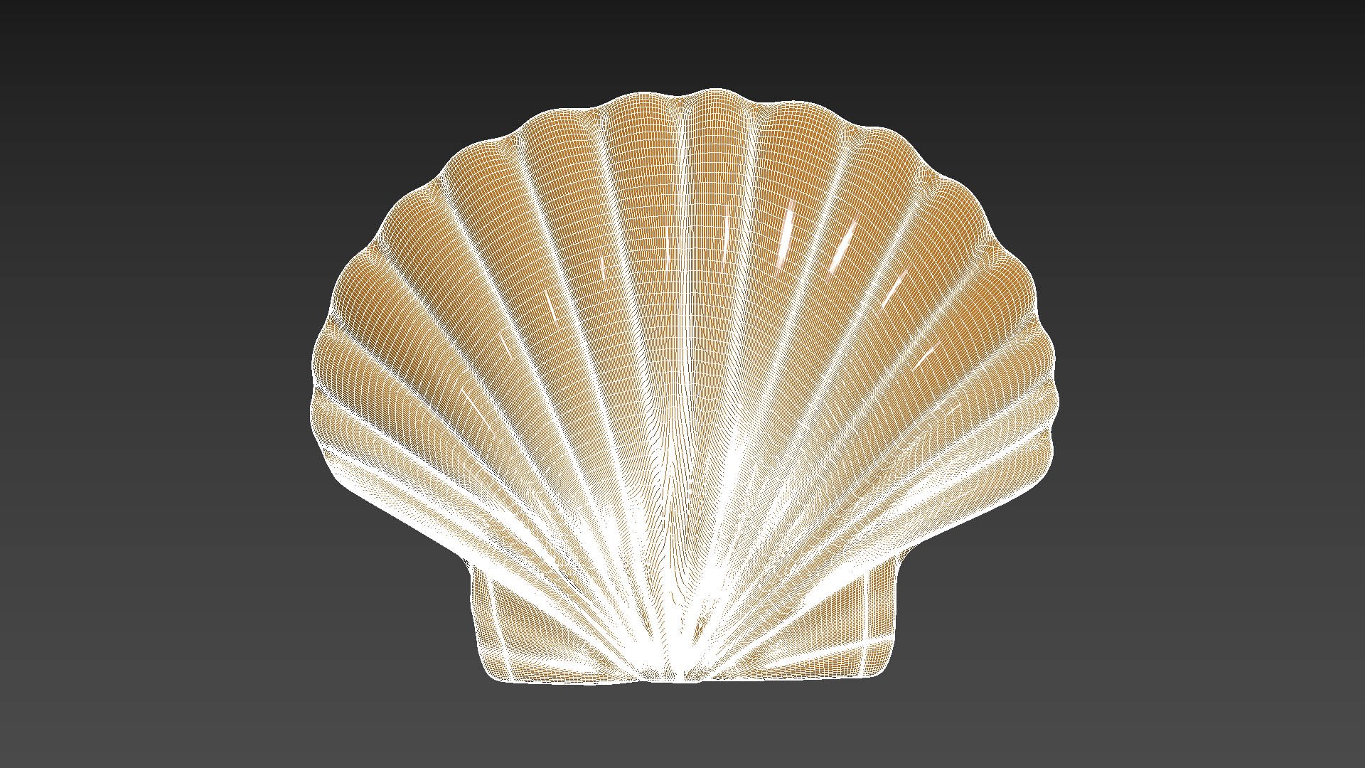 3D Seashell Shell Pearlshell Model - TurboSquid 2380135