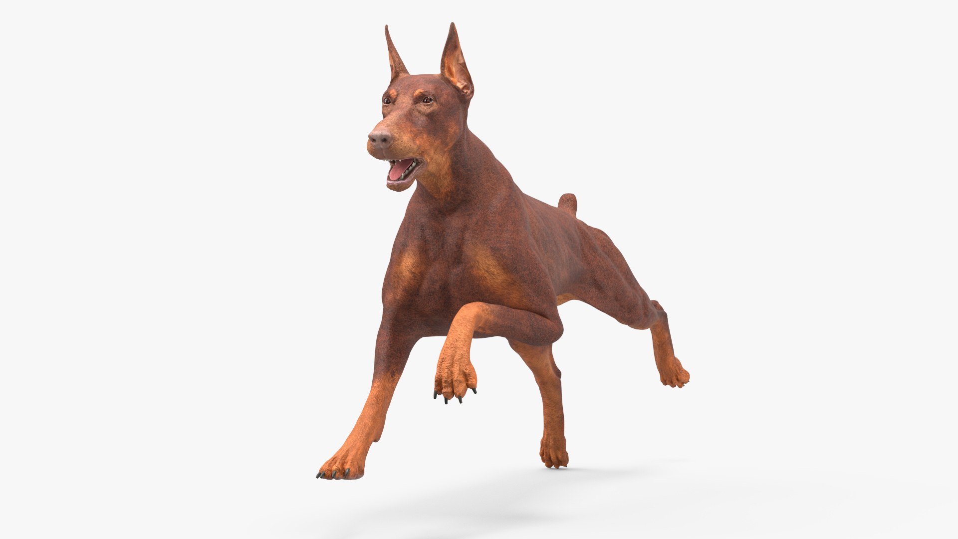 Doberman Dog Brown Running 3D - TurboSquid 2232806