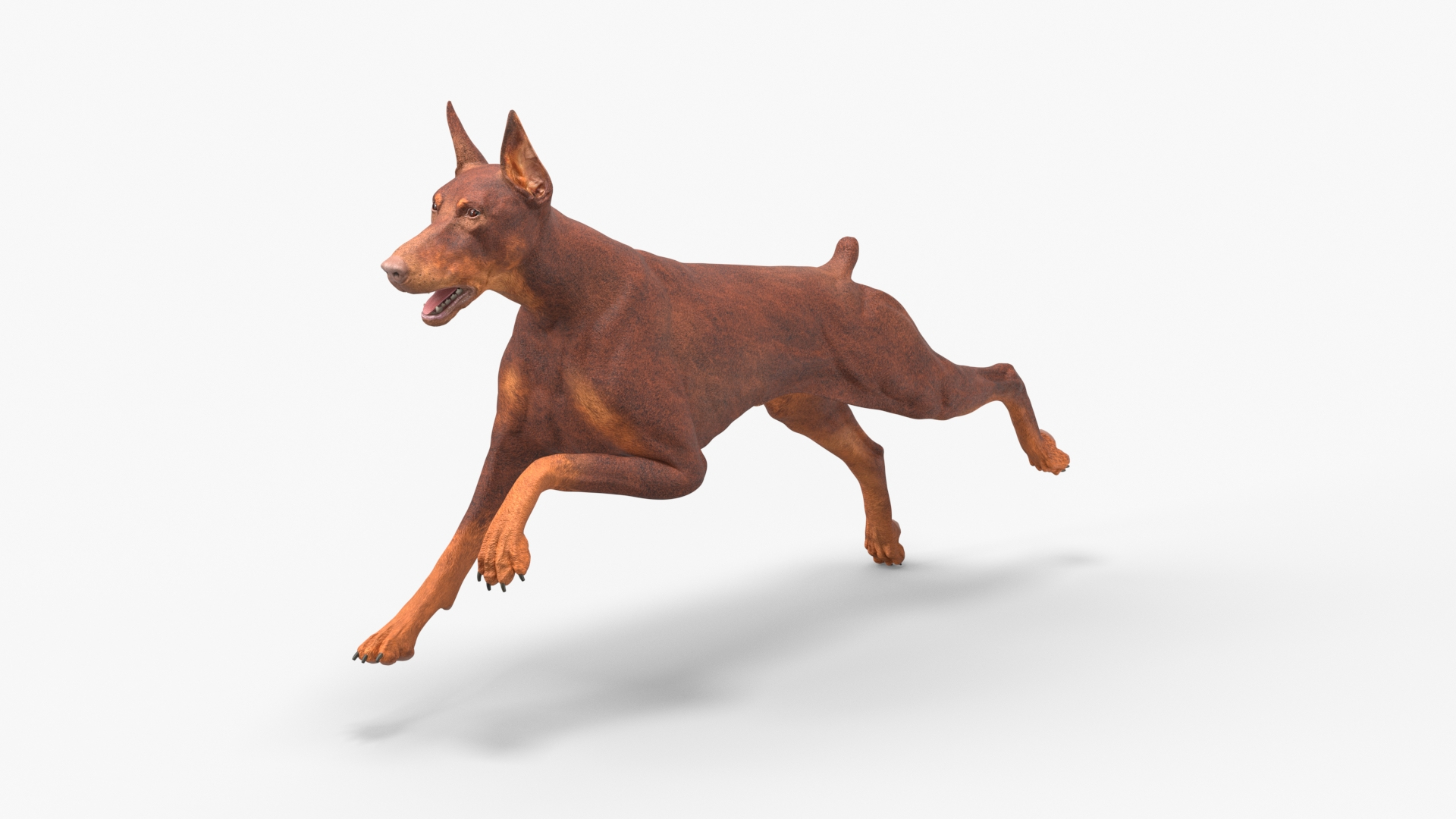 Doberman Dog Brown Running 3D - TurboSquid 2232806