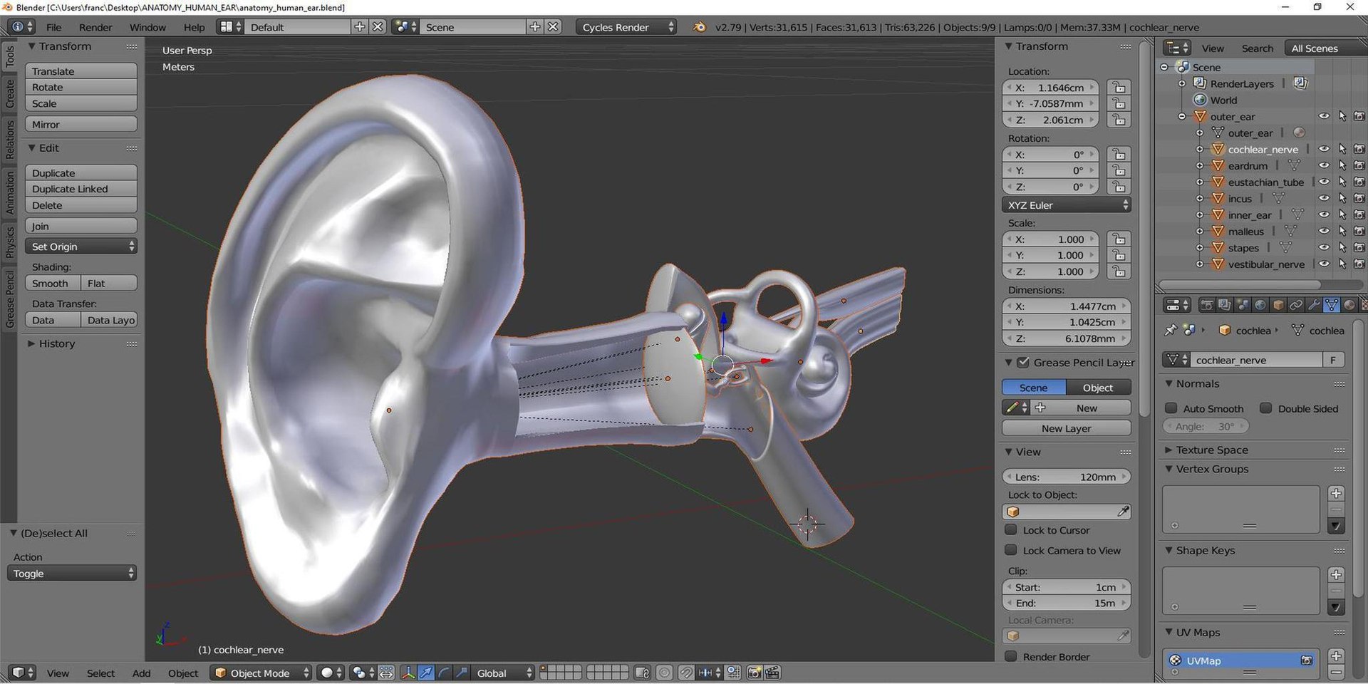 3d Pbr Uv-textured Human Ear Model