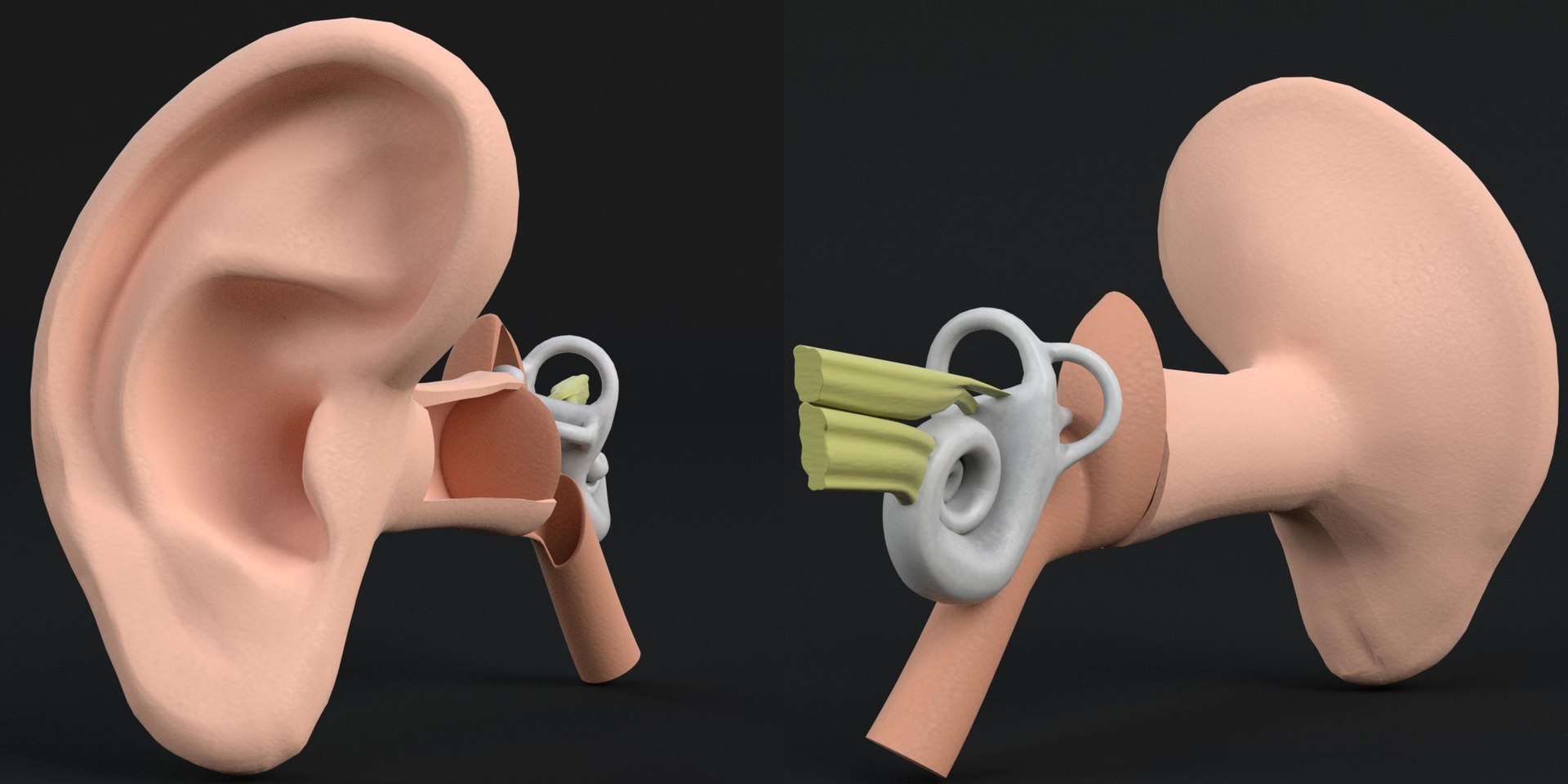 3d Pbr Uv-textured Human Ear Model