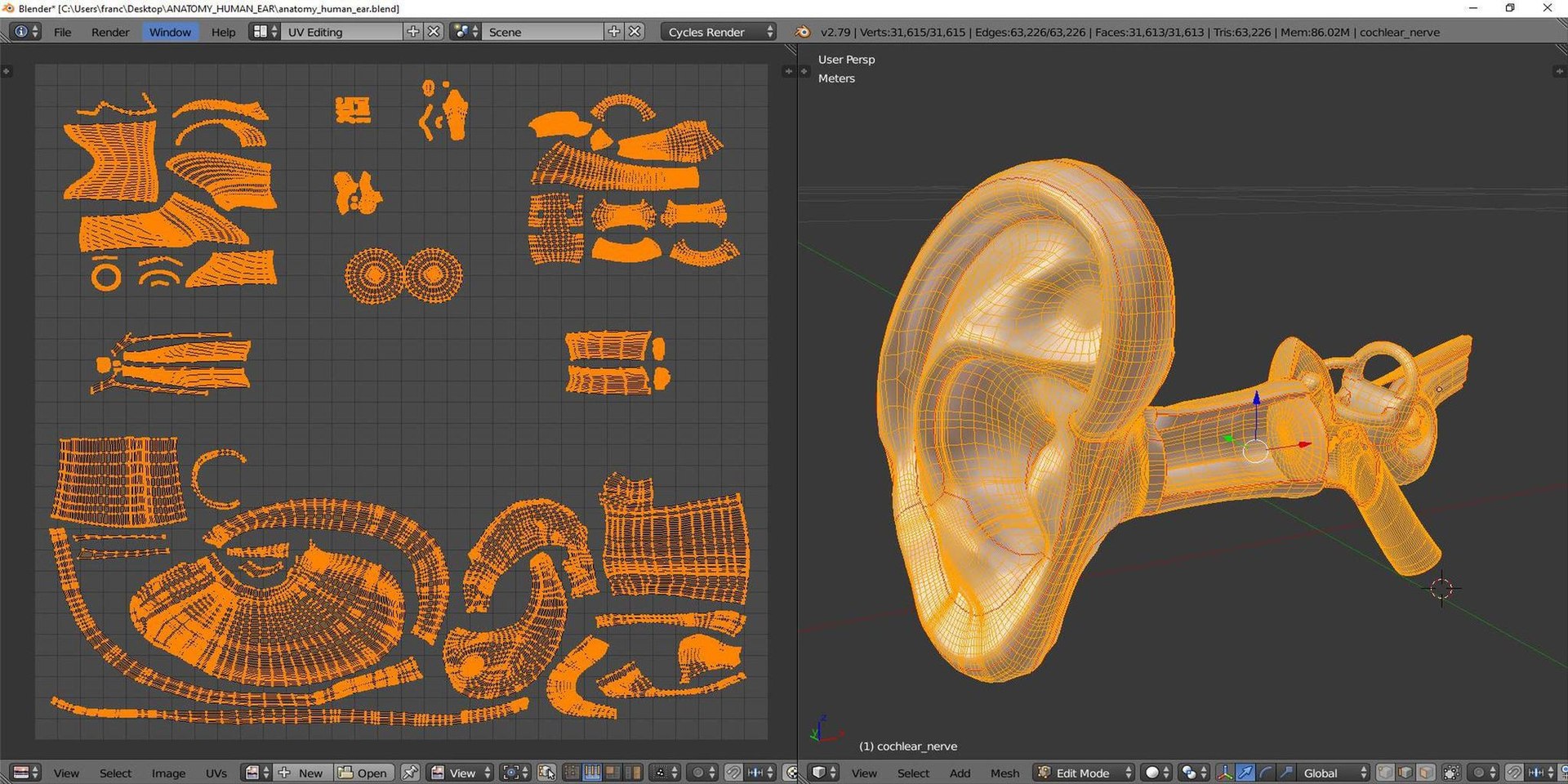 3d Pbr Uv-textured Human Ear Model