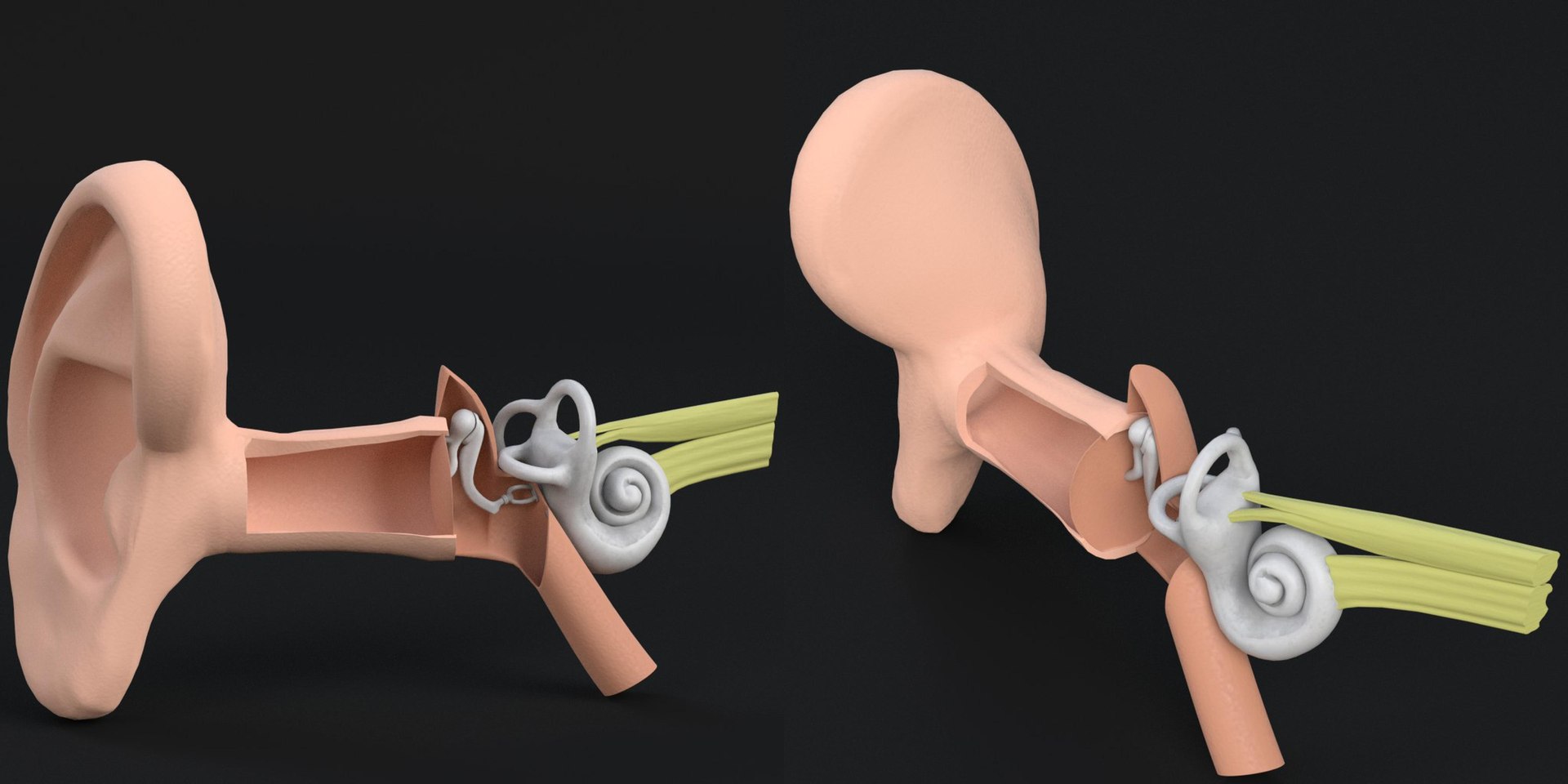 3d Pbr Uv-textured Human Ear Model