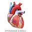 Human Heart Obj