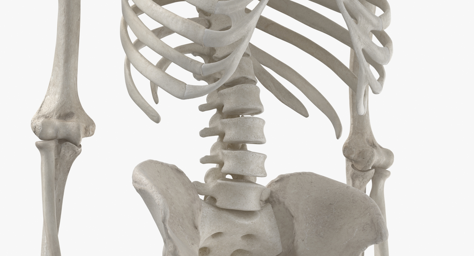 3D real human woman skeleton bones - TurboSquid 1641686