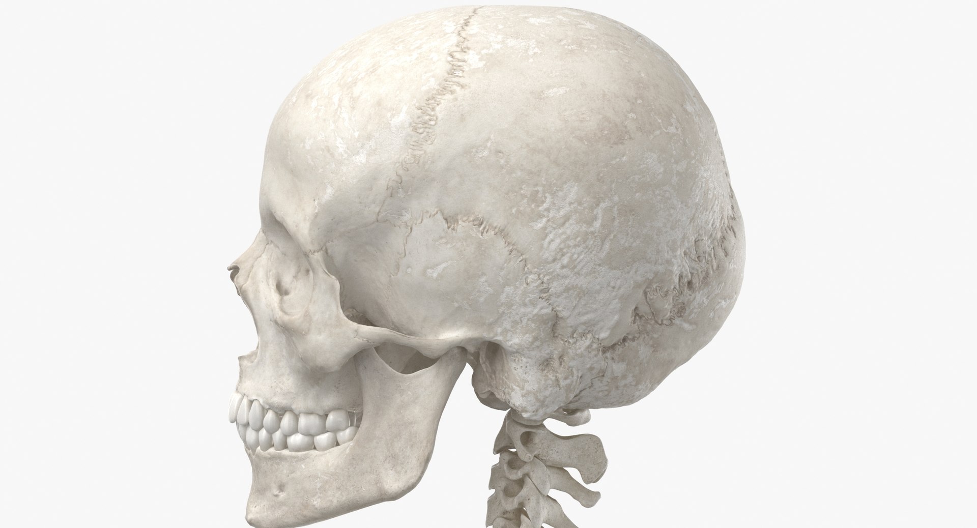 3D real human woman skeleton bones - TurboSquid 1641686