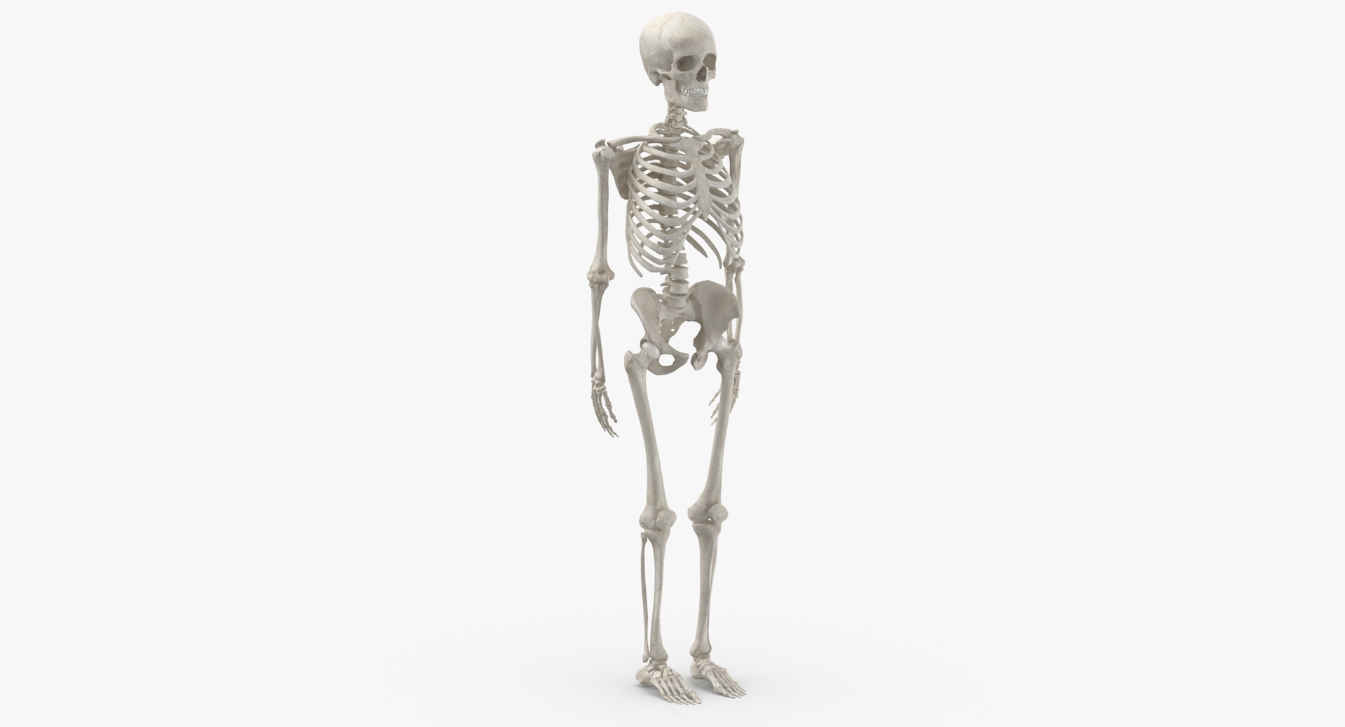 3D real human woman skeleton bones - TurboSquid 1641686