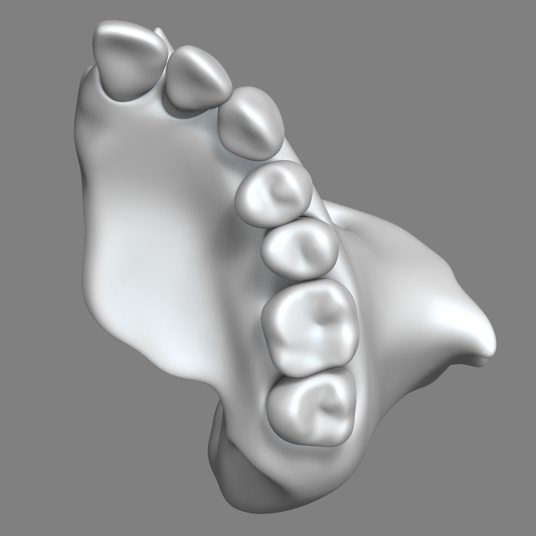 maxilla teeth obj