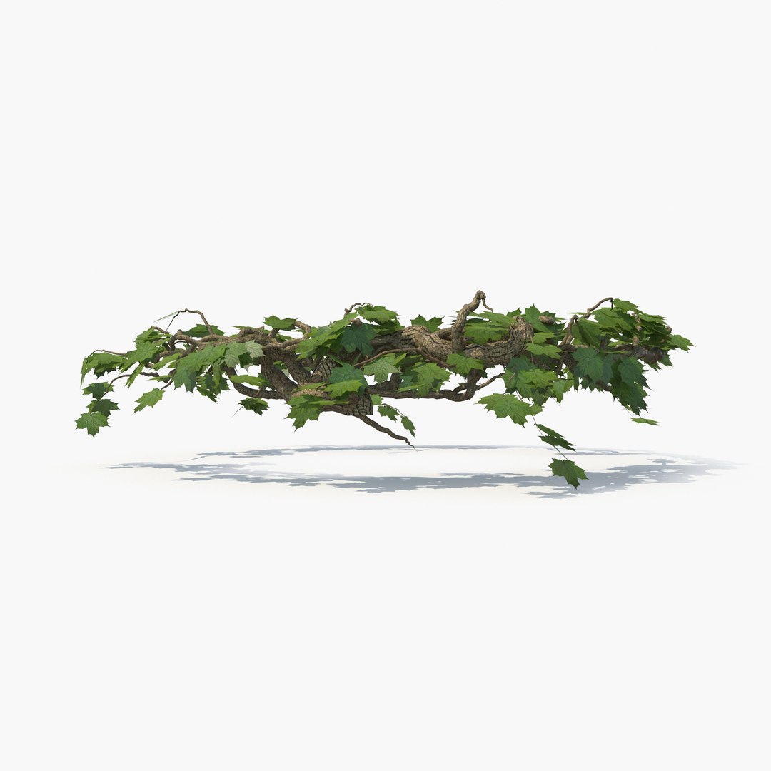 3D Realistic Ivy Circle - TurboSquid 1151651