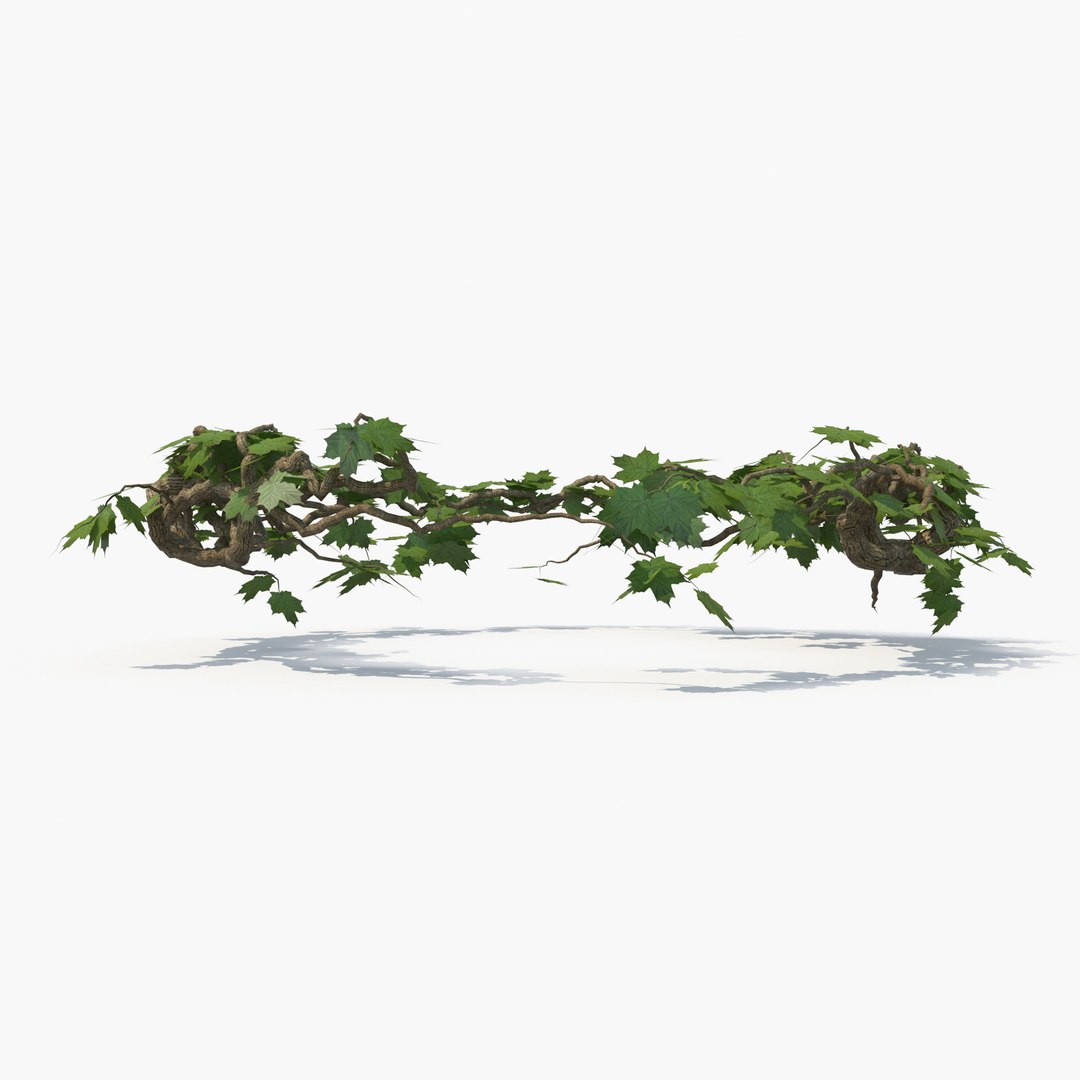 3D Realistic Ivy Circle - TurboSquid 1151651