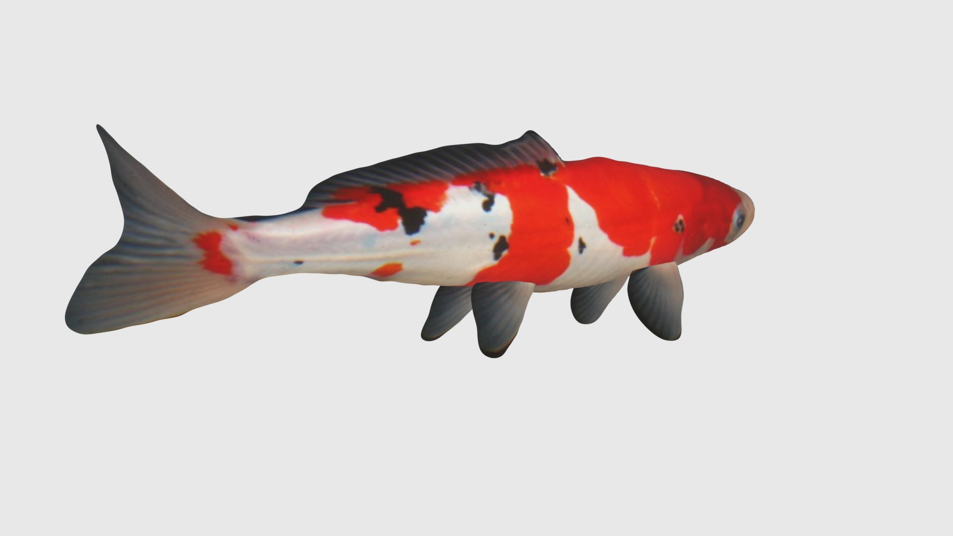Low Poly Koi Fish Rigged With Realistic Texture 3D Model - TurboSquid ...