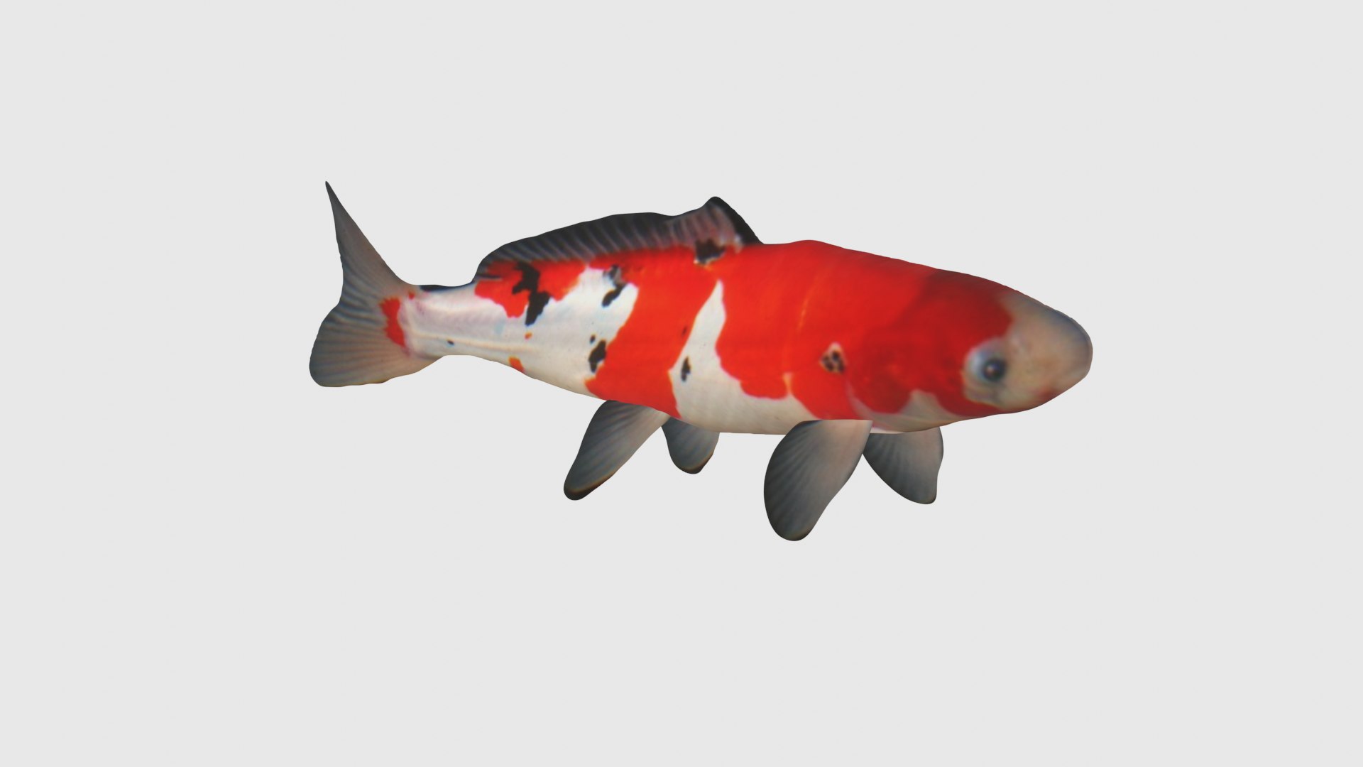 Low Poly Koi Fish Rigged With Realistic Texture 3D Model - TurboSquid ...