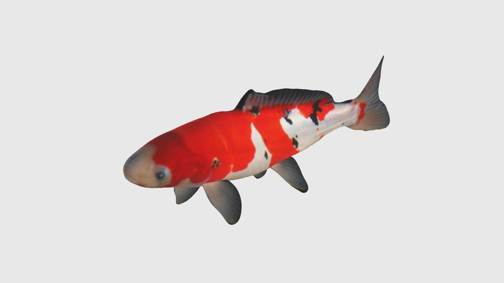 Low Poly Koi Fish Rigged With Realistic Texture 3D Model - TurboSquid ...