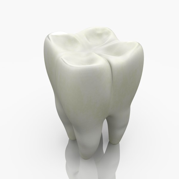 3d model tooth